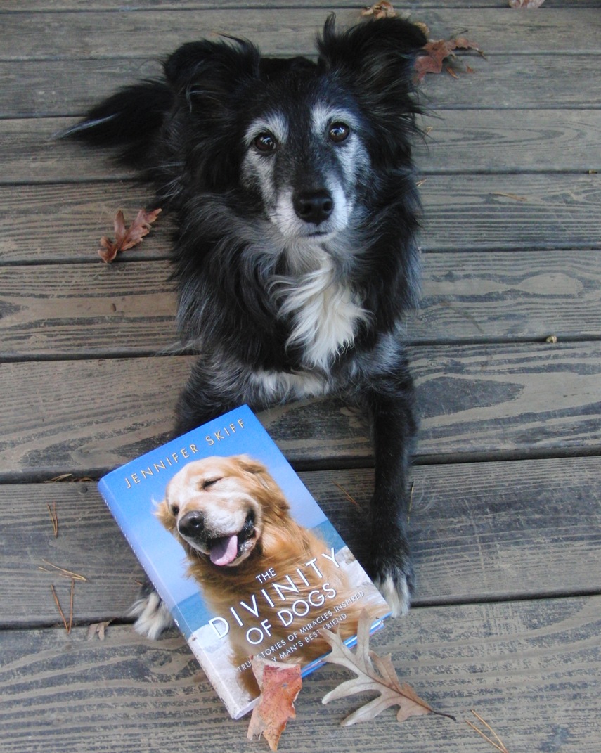 The Days of Johann, an agility dog!: Book Review: The Divinity of Dogs