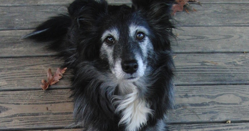 The Days of Johann, an agility dog!: Book Review: The Divinity of Dogs