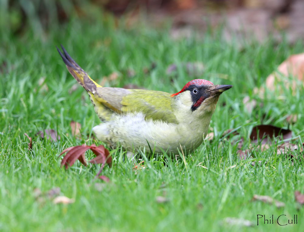 Phil Cull Wildlife Photography