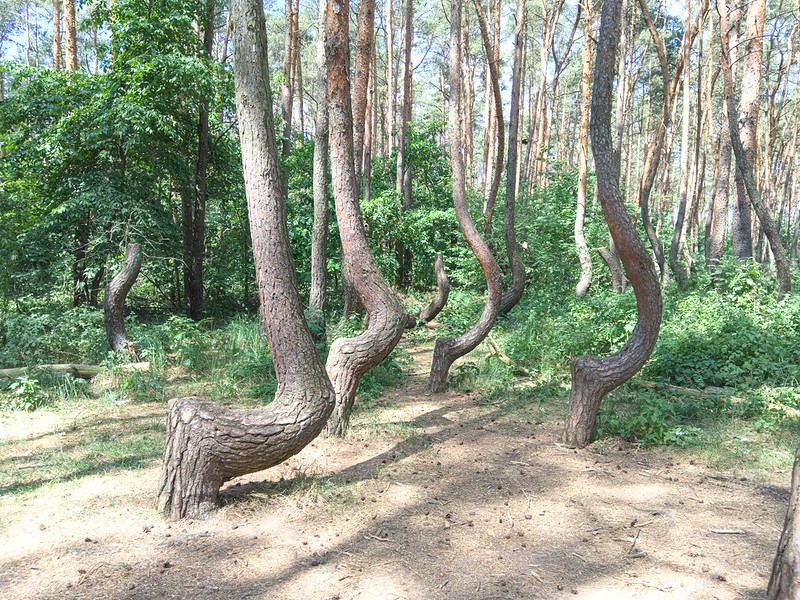 Crooked Forest – Gryfino, Poland