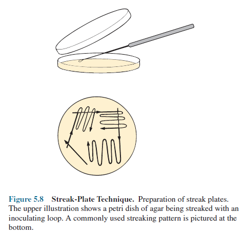 Microbiology Notes: Microbial Nutrition