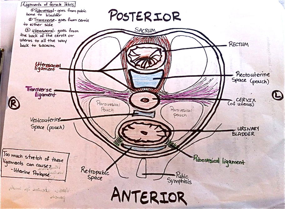 Boards part I visual help: Pelvis-female-transverse cut