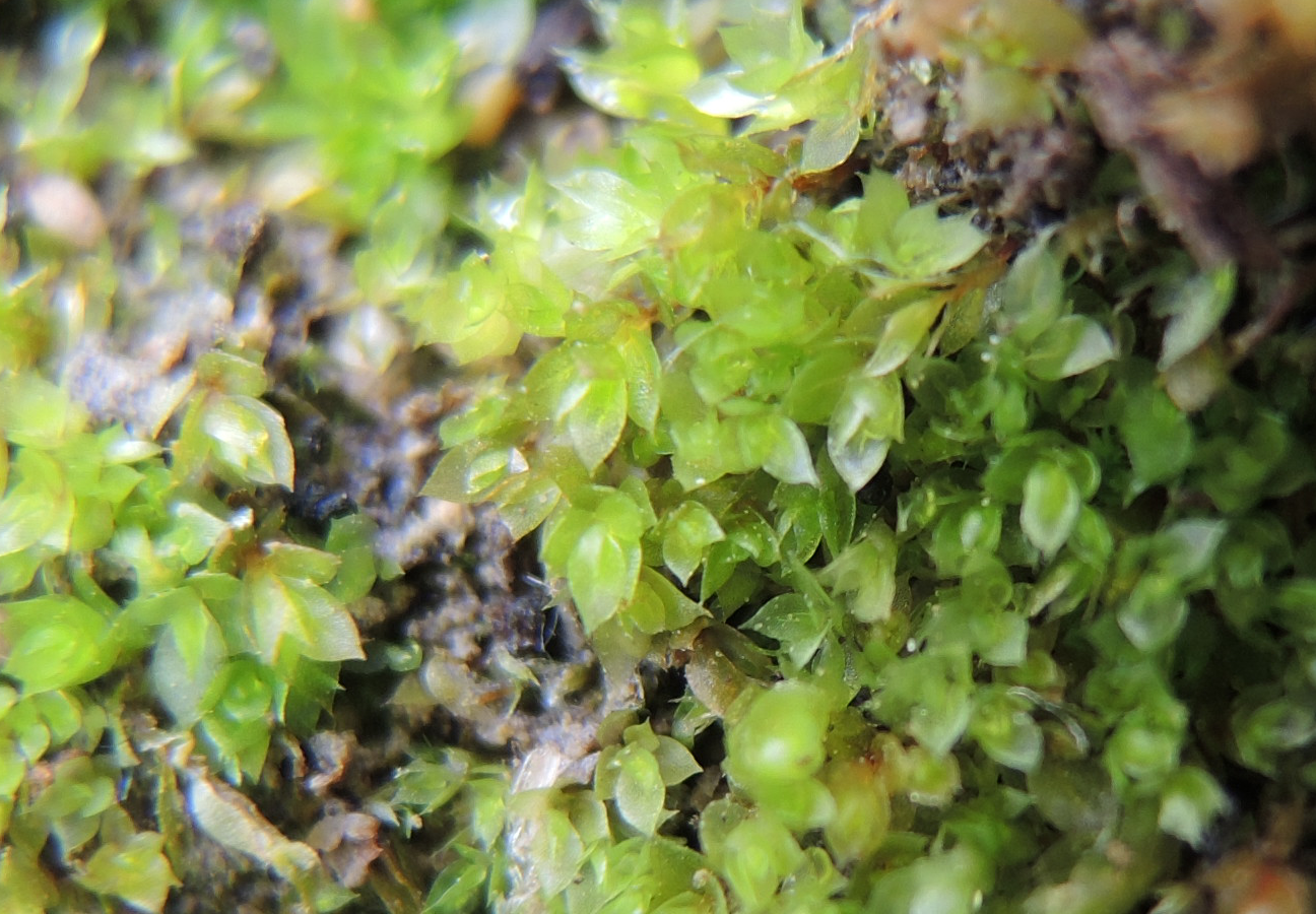 Biodiversity Gatwick: 2019