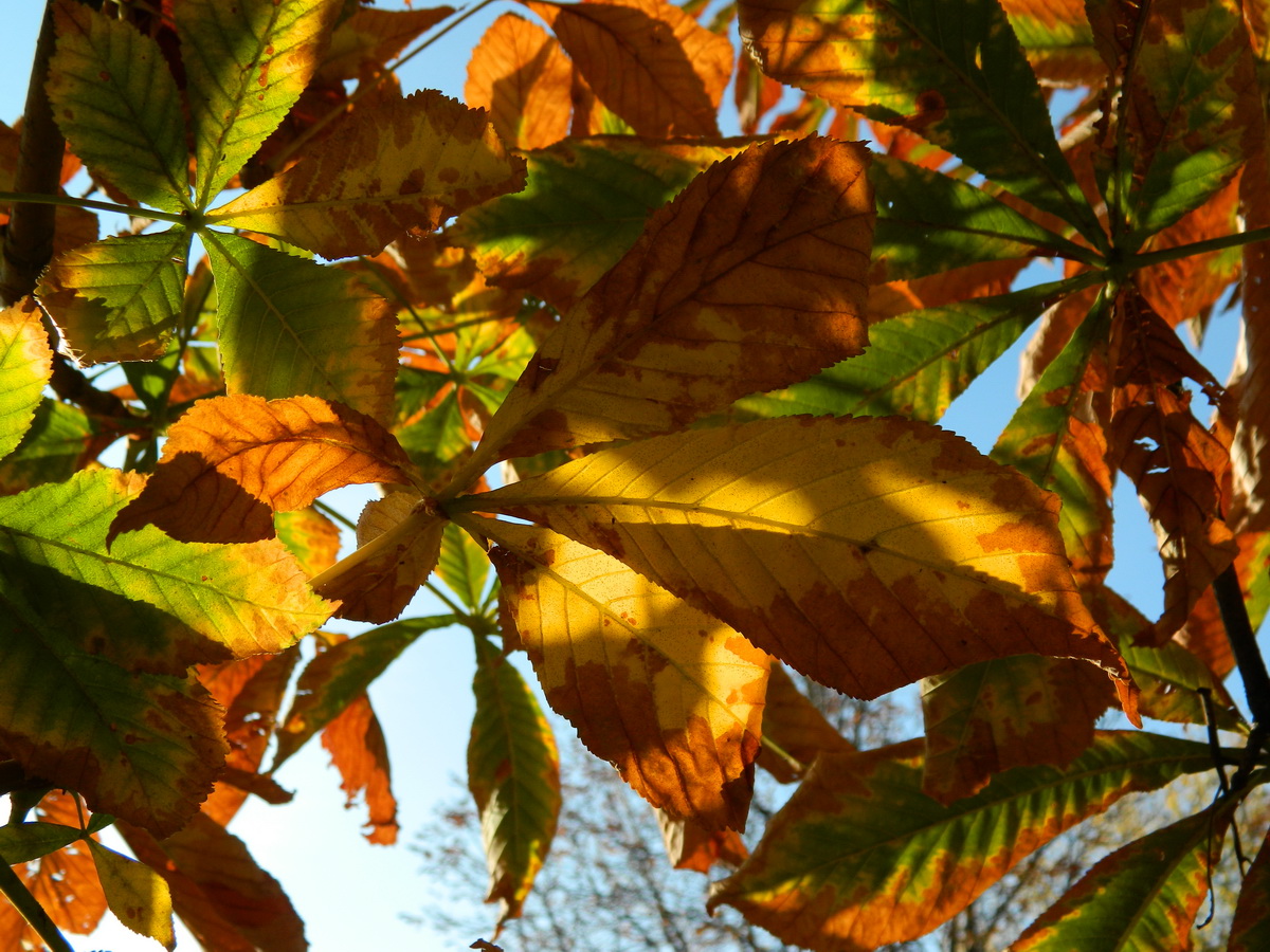 LA MULTI ANI, ROMANIA!: Frunze de castan