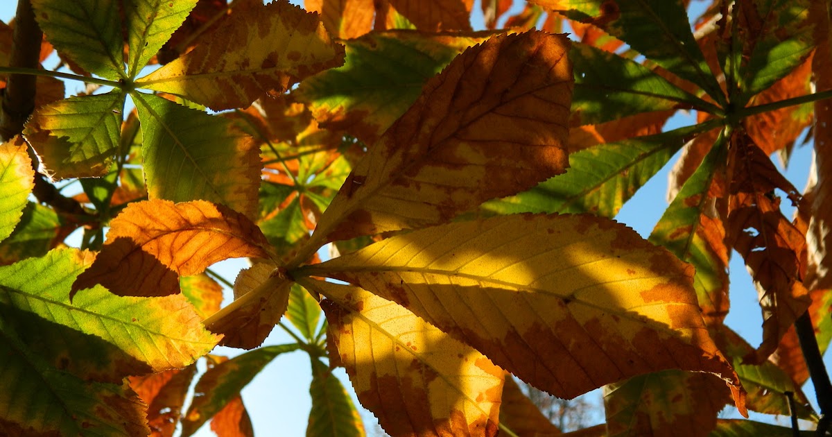 LA MULTI ANI, ROMANIA!: Frunze de castan