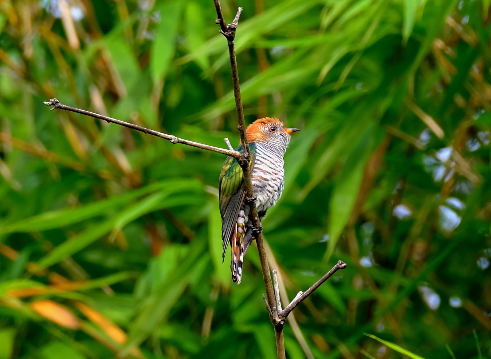 Mike is the name Birding is the game ( Birding in Malaysia - Malaysian ...