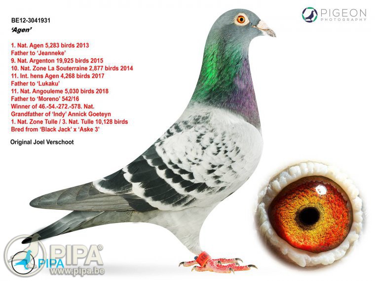 racing pigeons nieripigeons : Nuevo Record ARMANDO...final: Joël Verschoot