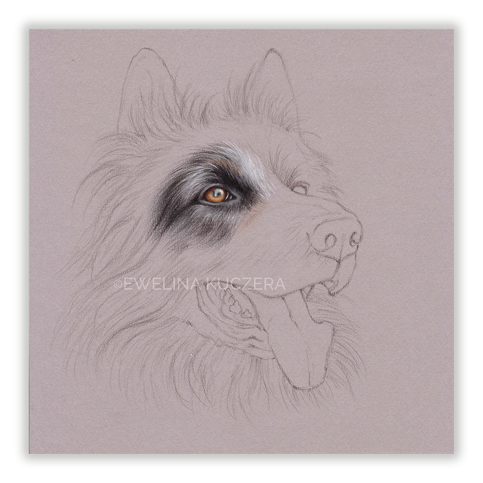 How to draw a dog with colored pencils - a step by step tutorial ...