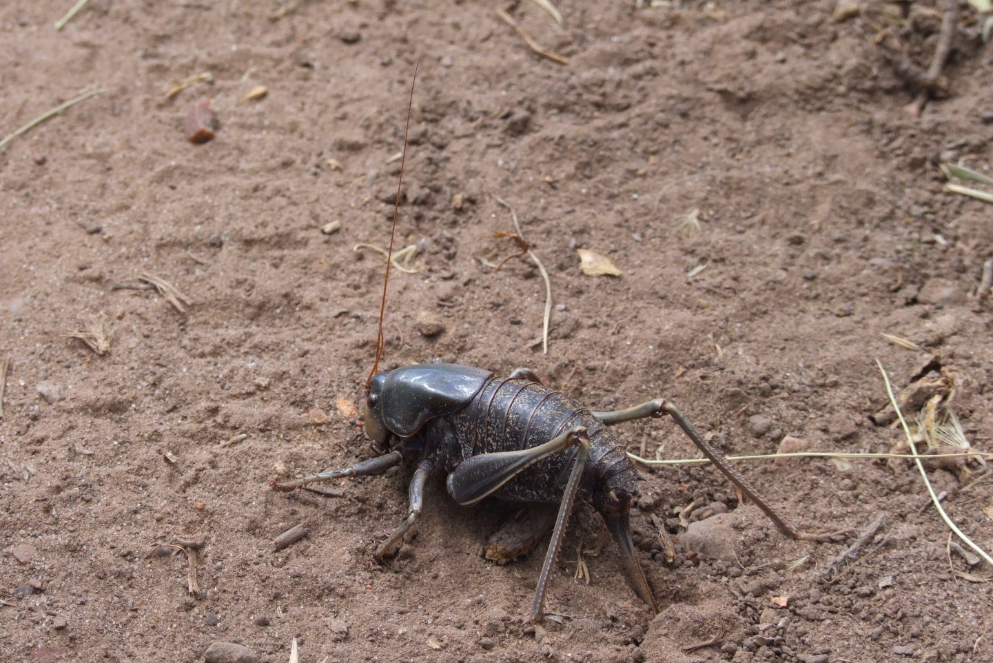 Skunk Tracks: Mormon Cricket on Turkey Flats Trail