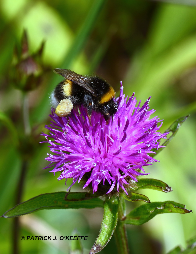 Raw Birds: WHITE TAILED BUMBLEBEE (Bombus lucorum) on Common Knapweed ...