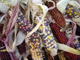 New World Food: Harvest Recipe: Homemade Hominy