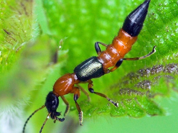 Mengatasi Serangan Hama Serangga Tomcat - NEWS LINTAS SUMATERA