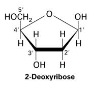 Beta Deoxyribose