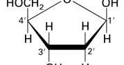 Molecular Biology: Pentose Sugar