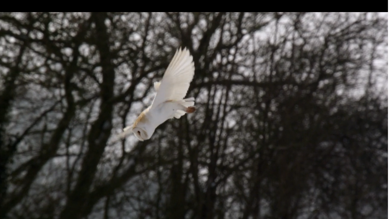 Las alas del búho - Tutoriales-Como se Hace