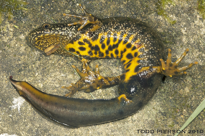 Species of UK: Week 21: Great Crested Newt (‘Triturus cristatus’)