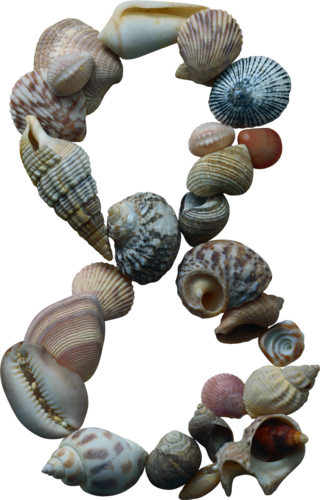 ForgetMeNot: Seashells Numbers