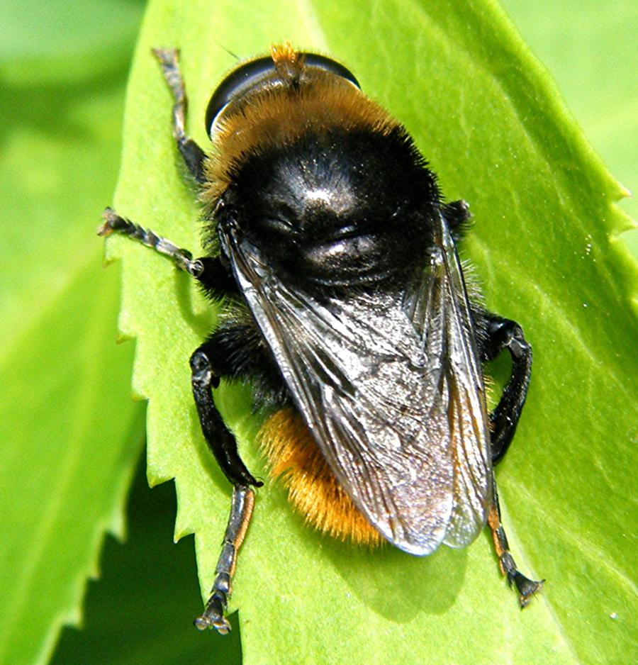 Urban Pollinators: Identification of common garden hoverflies
