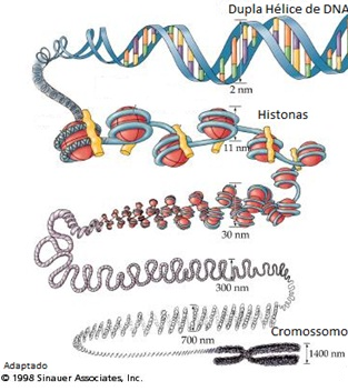 Genética Agronômica: Como o DNA é Compactado Dentro dos Cromossomos