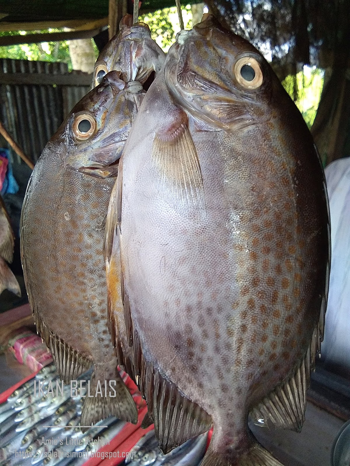 Makanan Tradisi Bajau : Kilau @ Kinilau, Latok & The Gang - Amie's ...