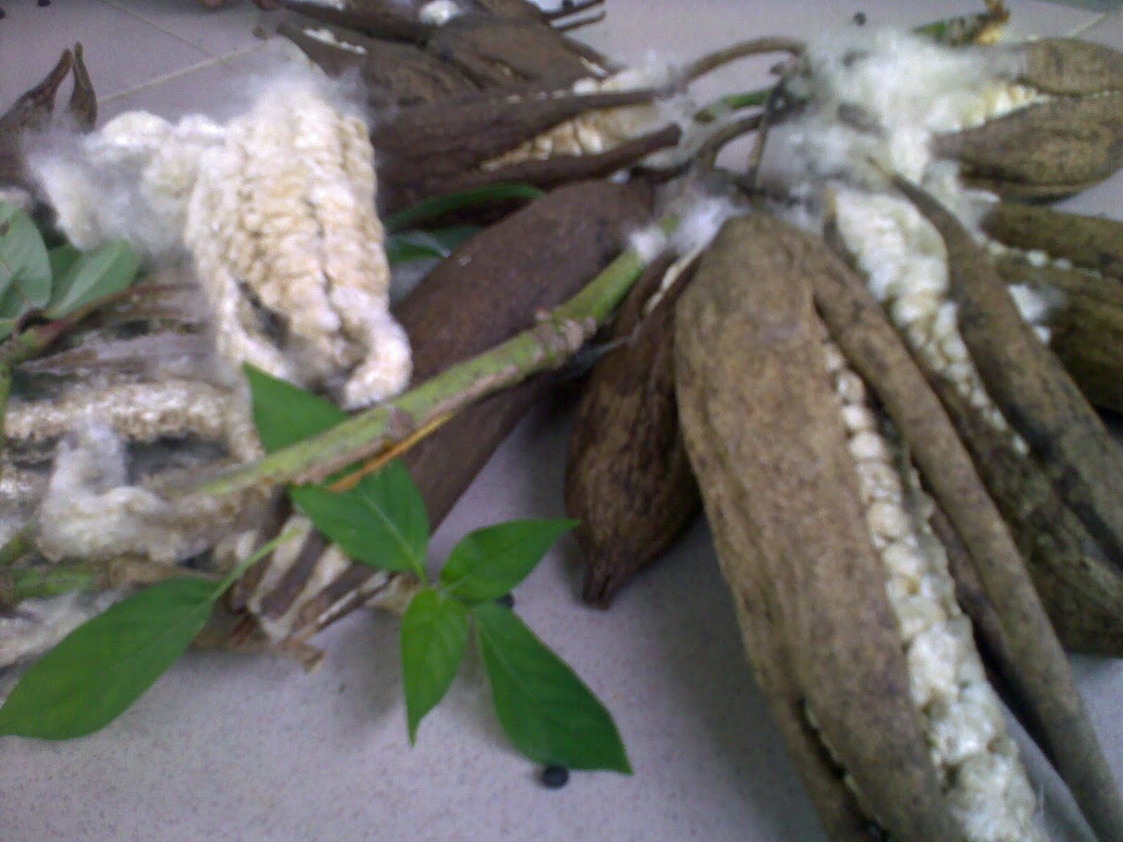 tHe cOlOurs oF mE....: Pokok kekabu