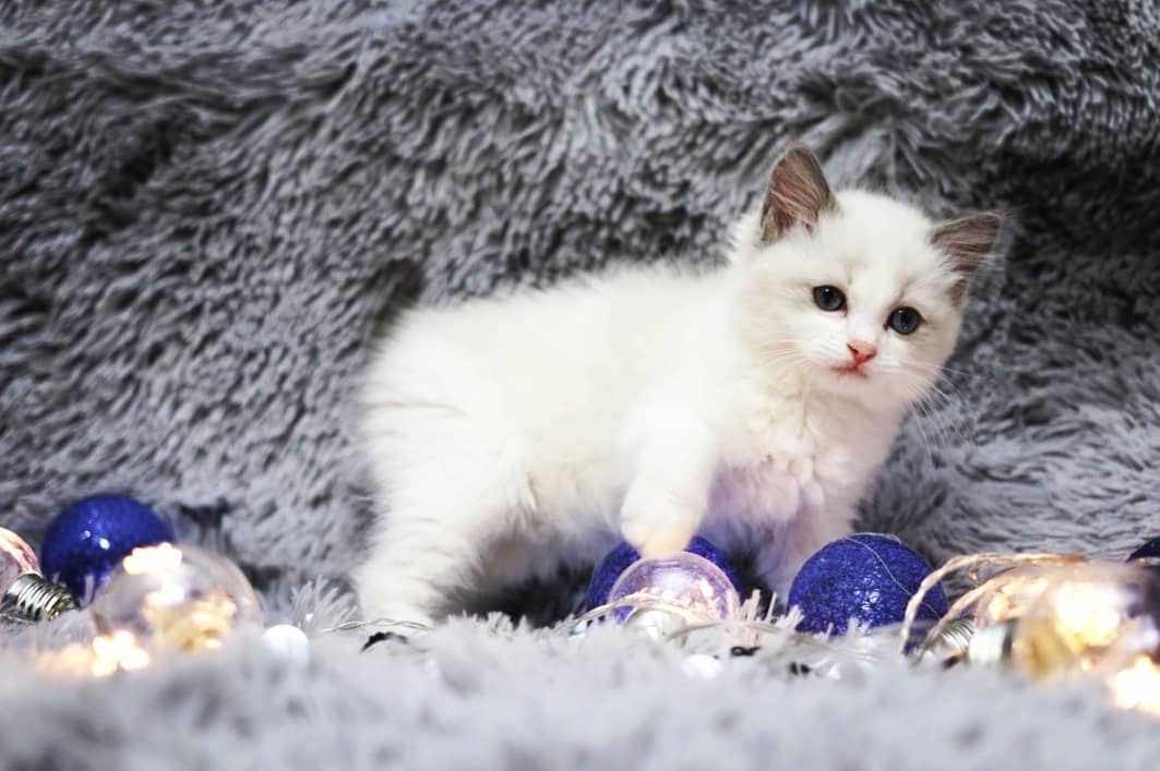 adorables gatitos azules Ragdoll Mitted, hermoso gatito Ragdoll jugando ...