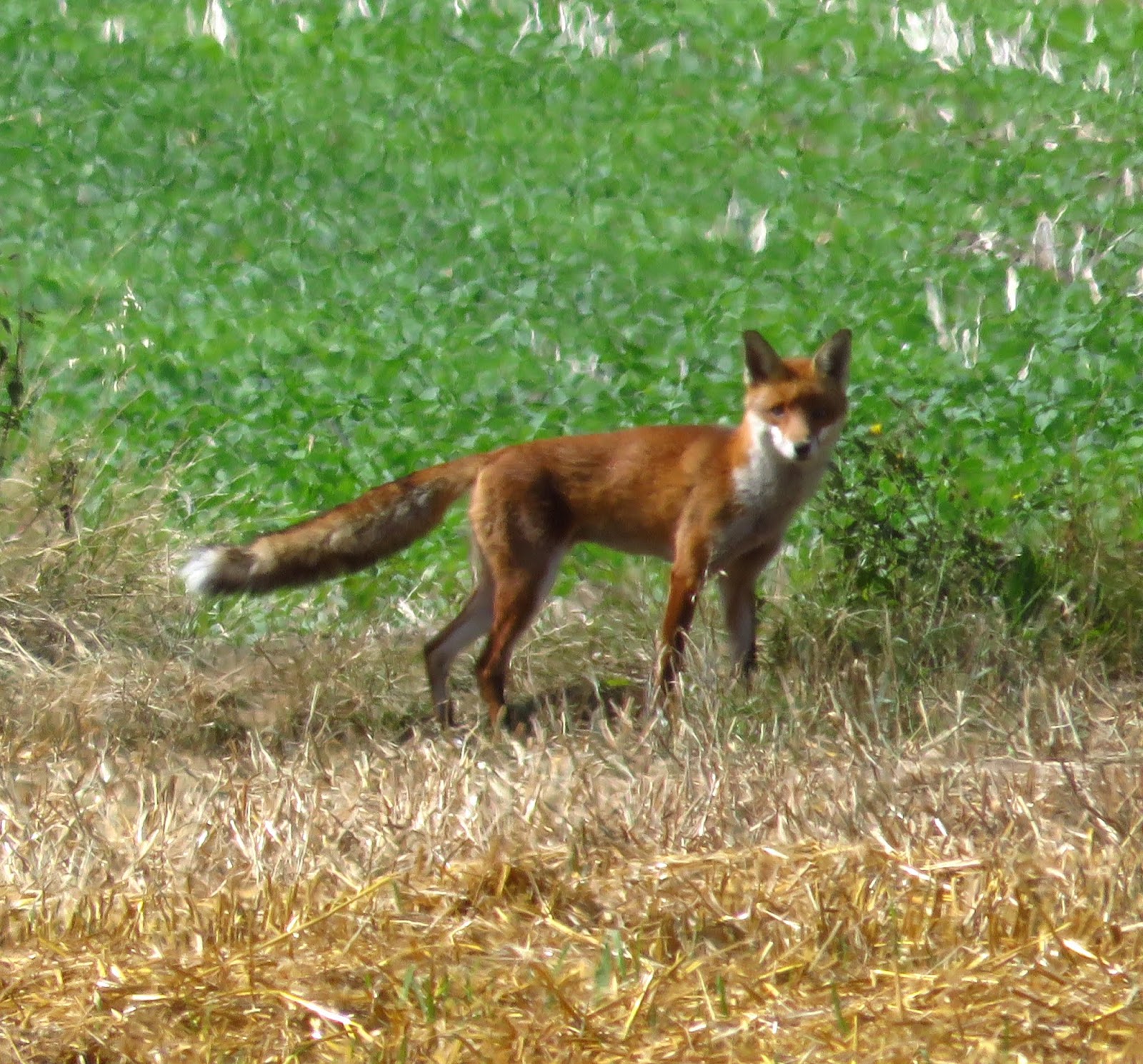 MERSEA WILDLIFE: OVERHEAD KESTREL
