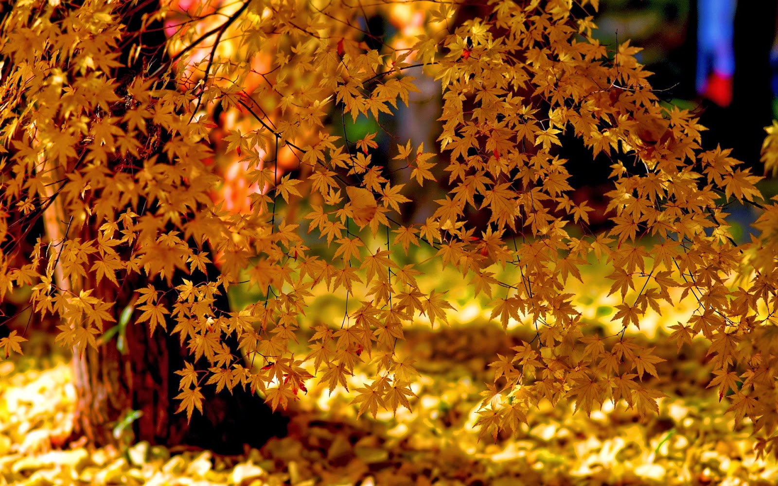 Yellow Autumn Tree - Mystery Wallpaper