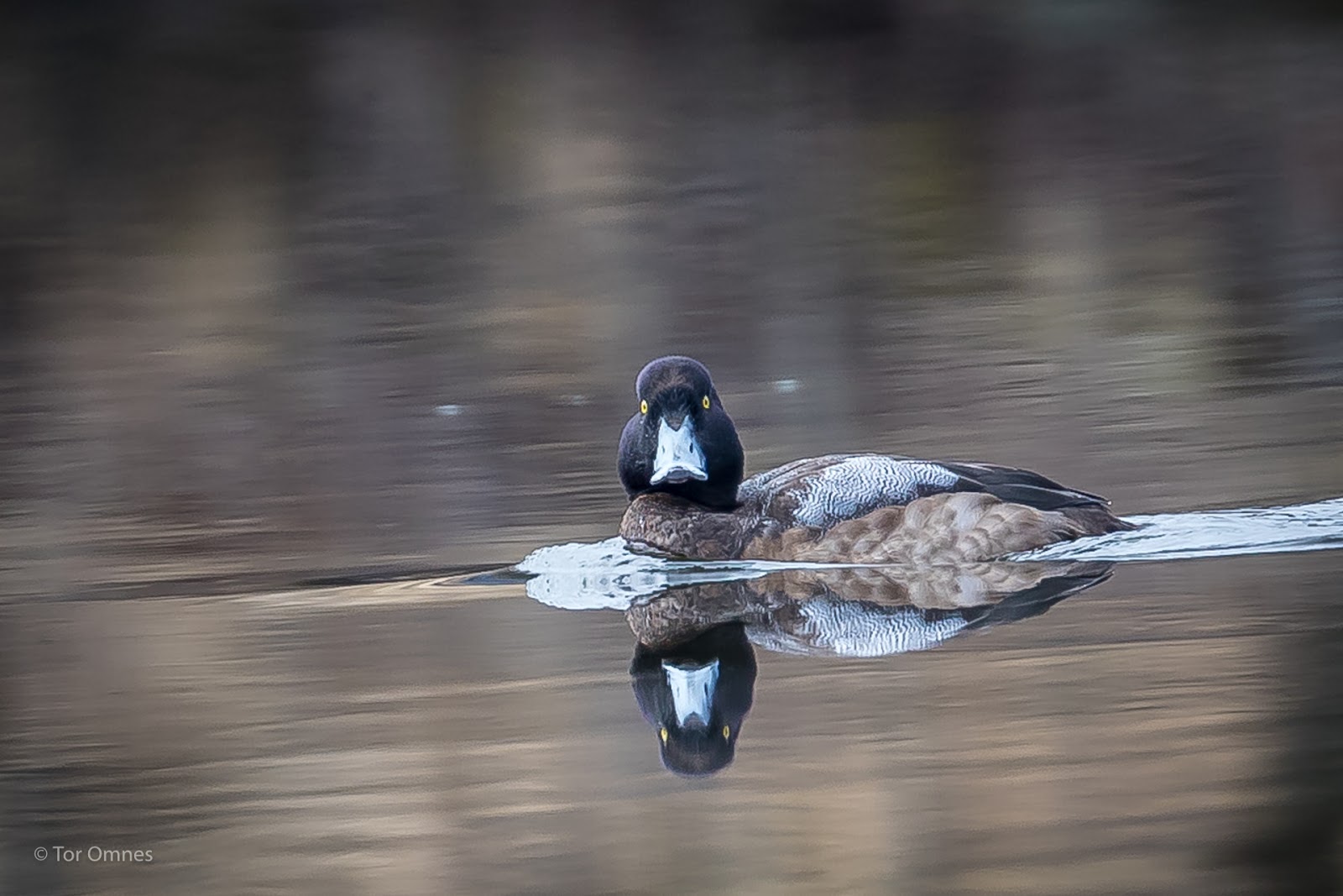 Tor Omnes sin fotoblogg.: Bergand i Nidelva