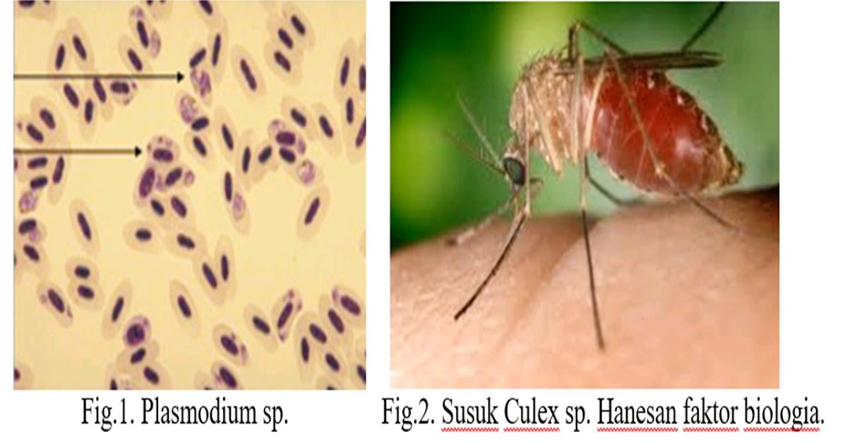 Moras Malaria afetadu ba Animal - Saude Animal