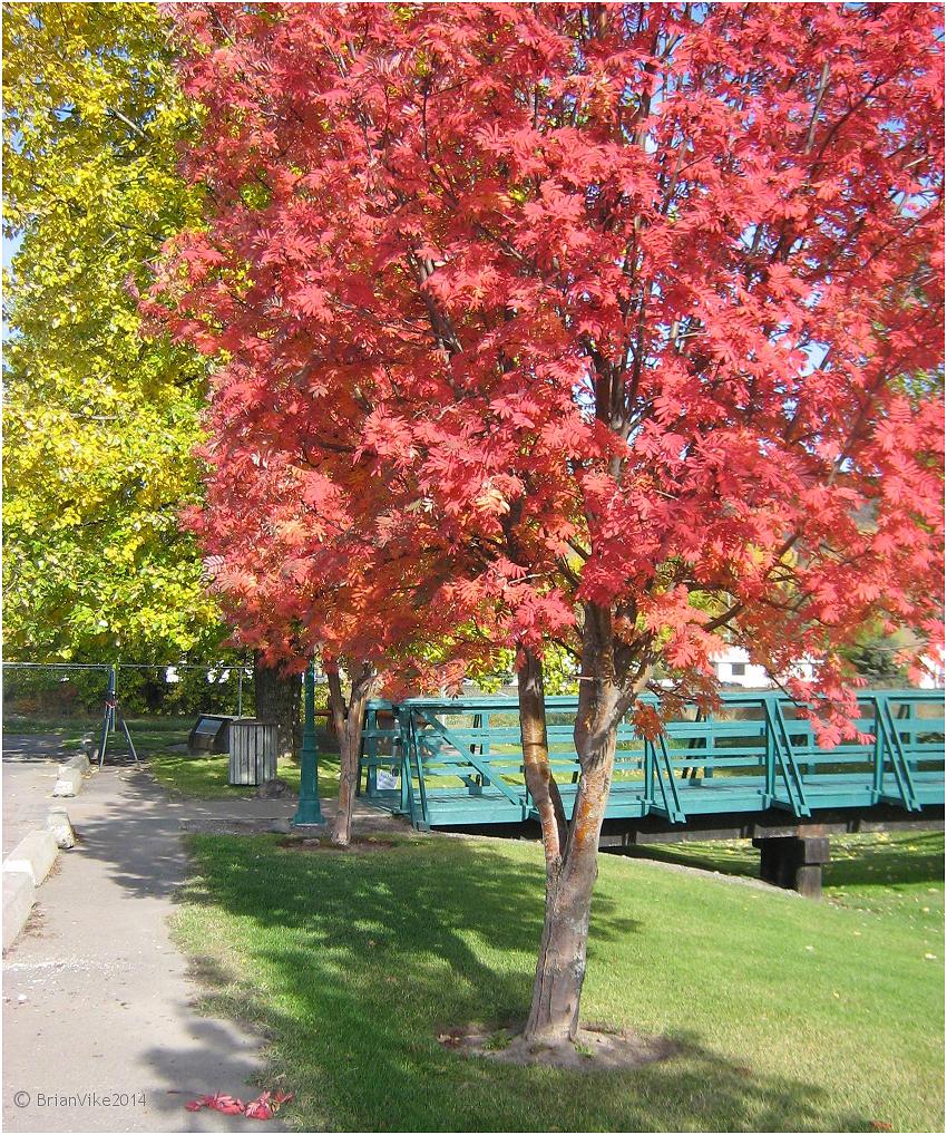 Northern Interior British Columbia: Fall Colors Come Alive In Houston ...