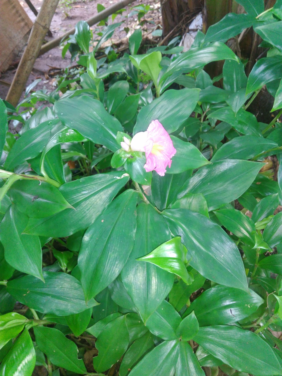 Jual Pohon Pacing | Pacing Pentul | Pacing Lokal | Tanaman Pelengkap ...