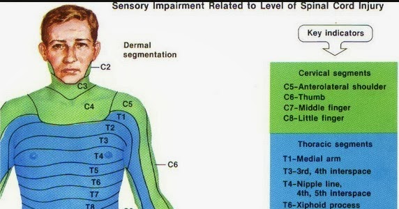 Doctors' Hub: Dermatomes in Anatomy