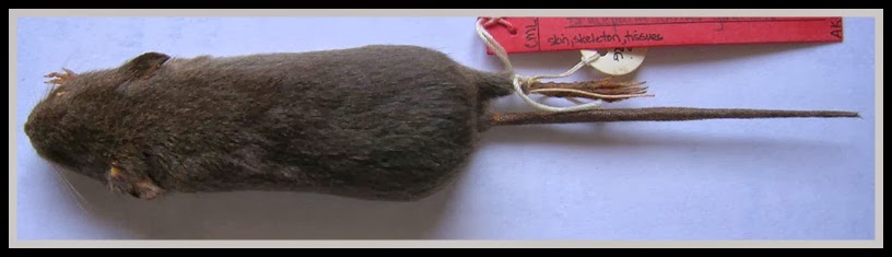 Beszamel i spółka bez ograniczeń: listopada 2013