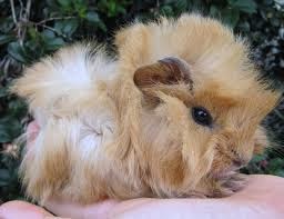 Marmut Sheba Mini Yak