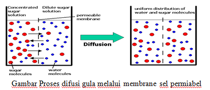 Transpor Pasif: Difusi Sederhana - BELAJAR BIOLOGI