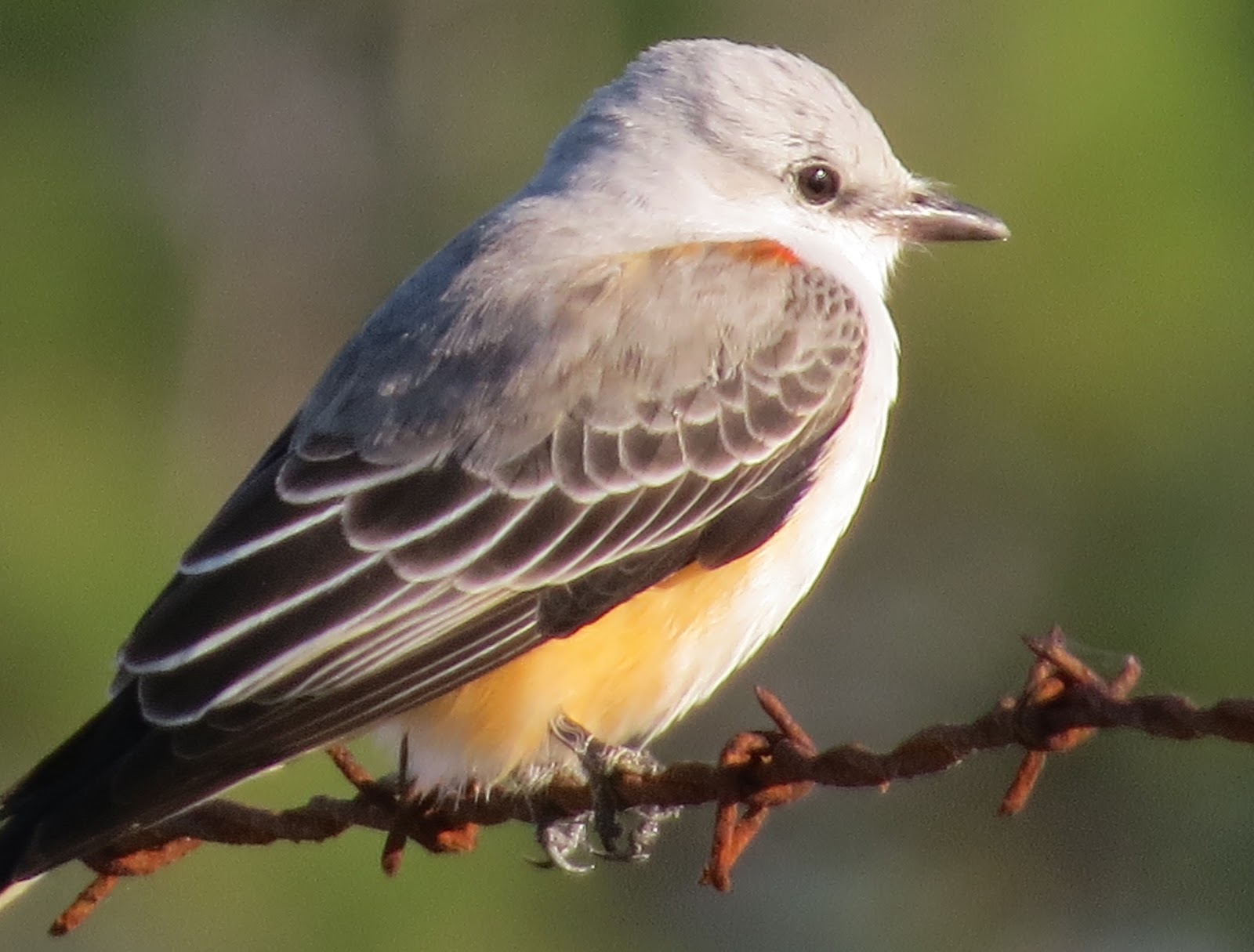 Florida Suncoast Birding: Scissor-tailed Flycatcher
