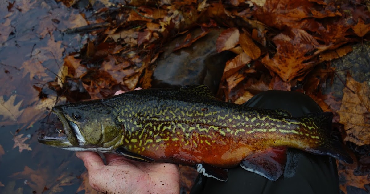 Connecticut Fly Angler: Connecticut Tiger Trout: Hypocrisy