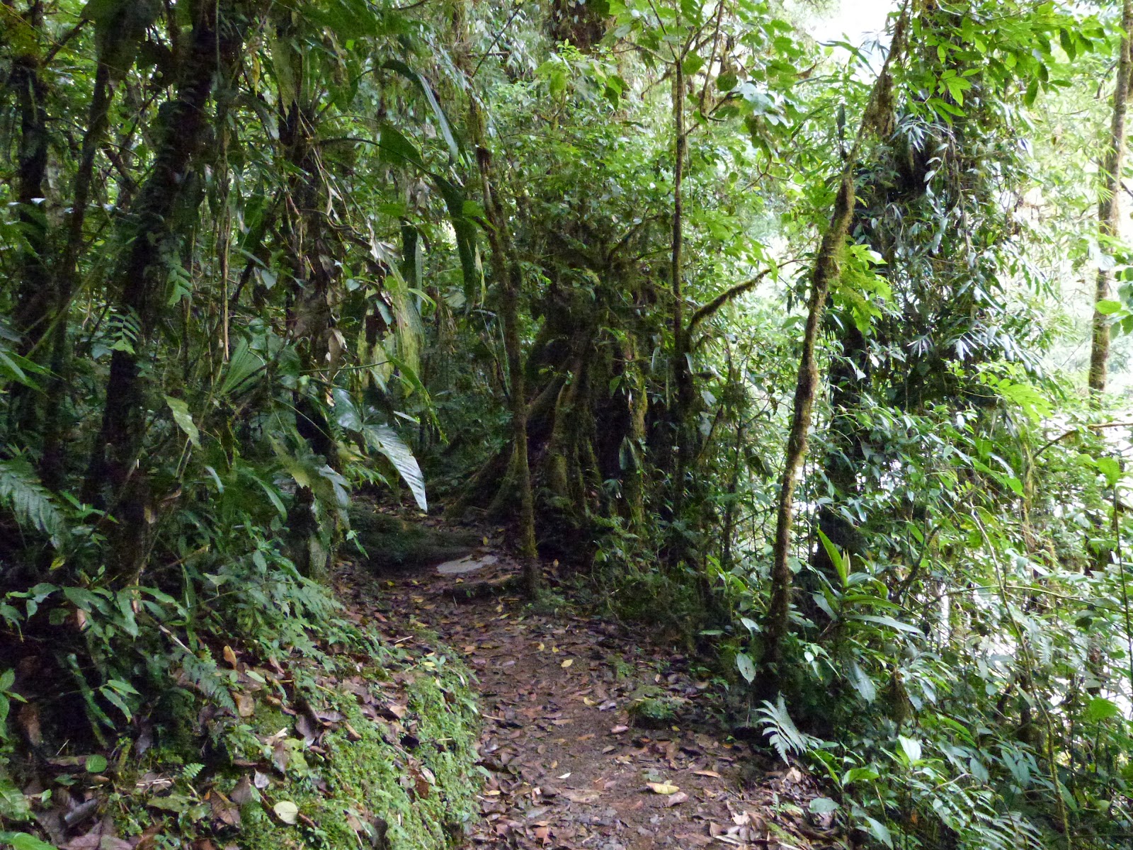 Parque Nacional Tapantí: Senderos