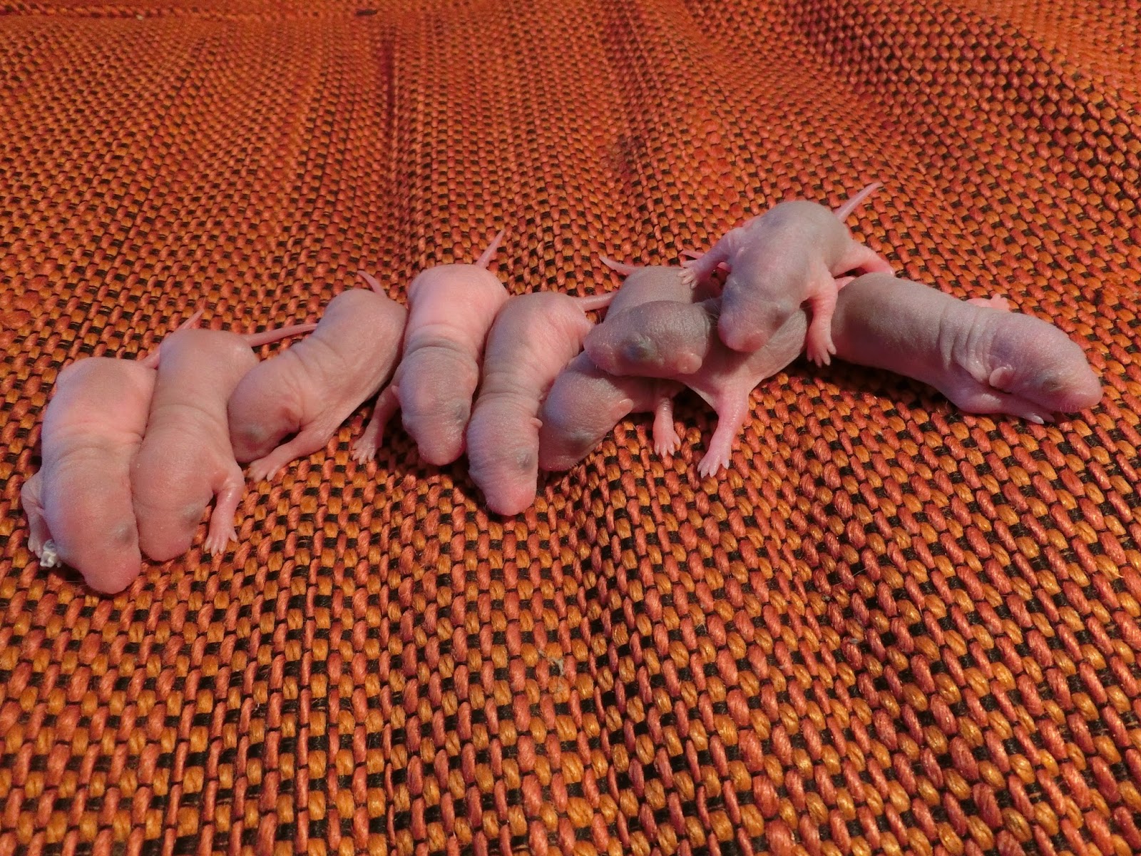 Nau speak: Baby Rat Growth & Development Part 1: the first 10 days