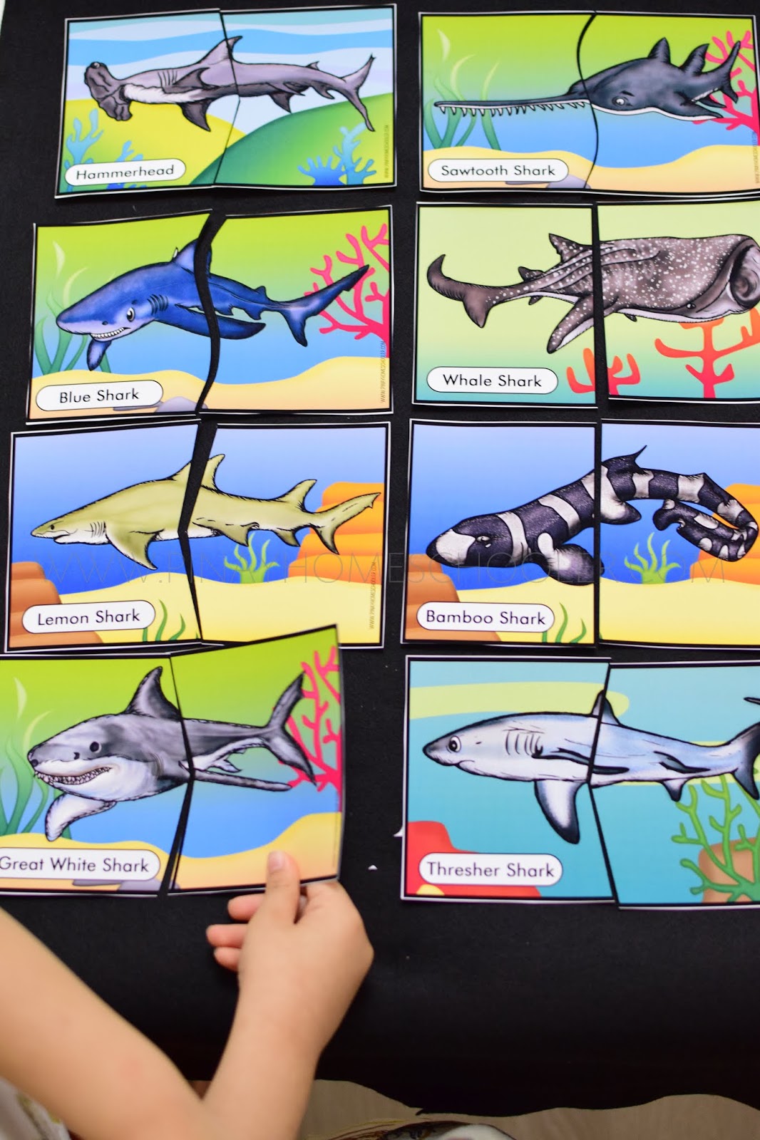 Sharks Preschool Mini Unit | The Pinay Homeschooler