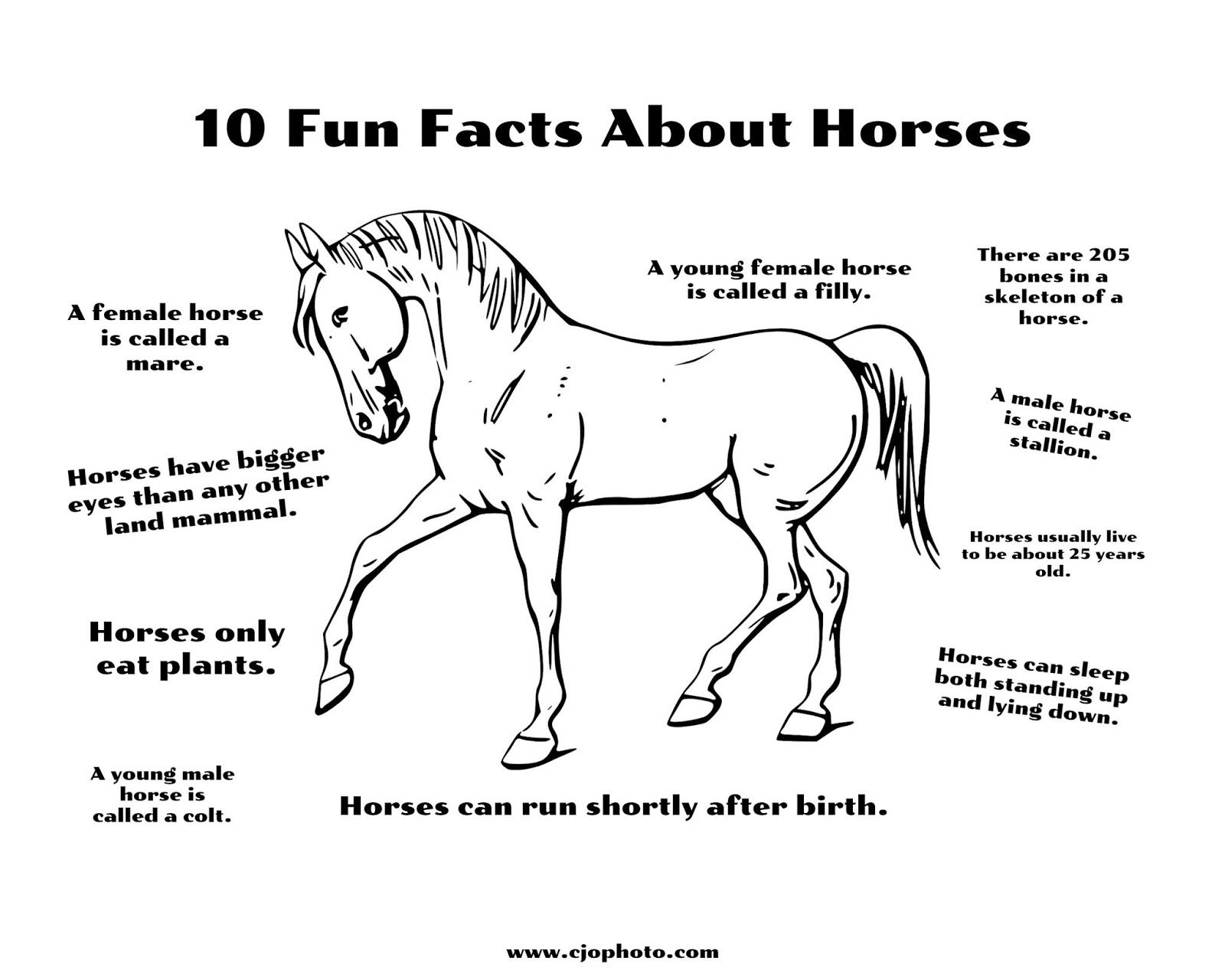 CJO Photo Fun Facts Coloring Page Horses cjo-photo-fun-facts-coloring-page-horses