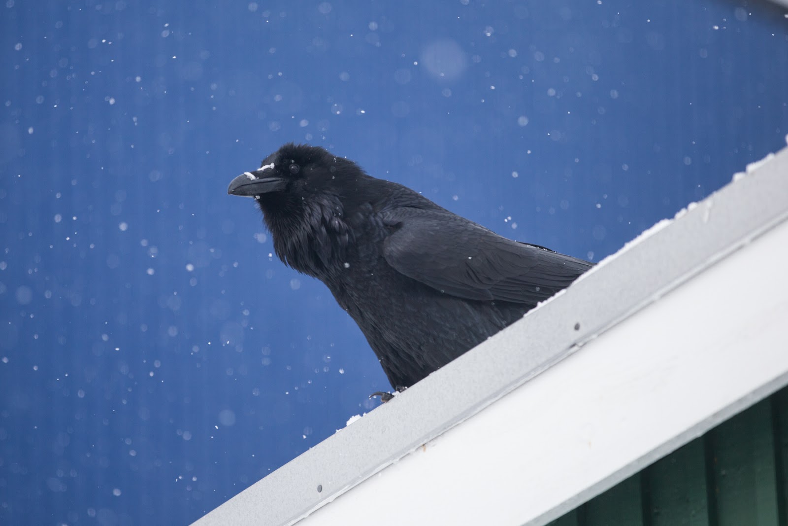 Interlude: Mean Birds | Inkeri Travels