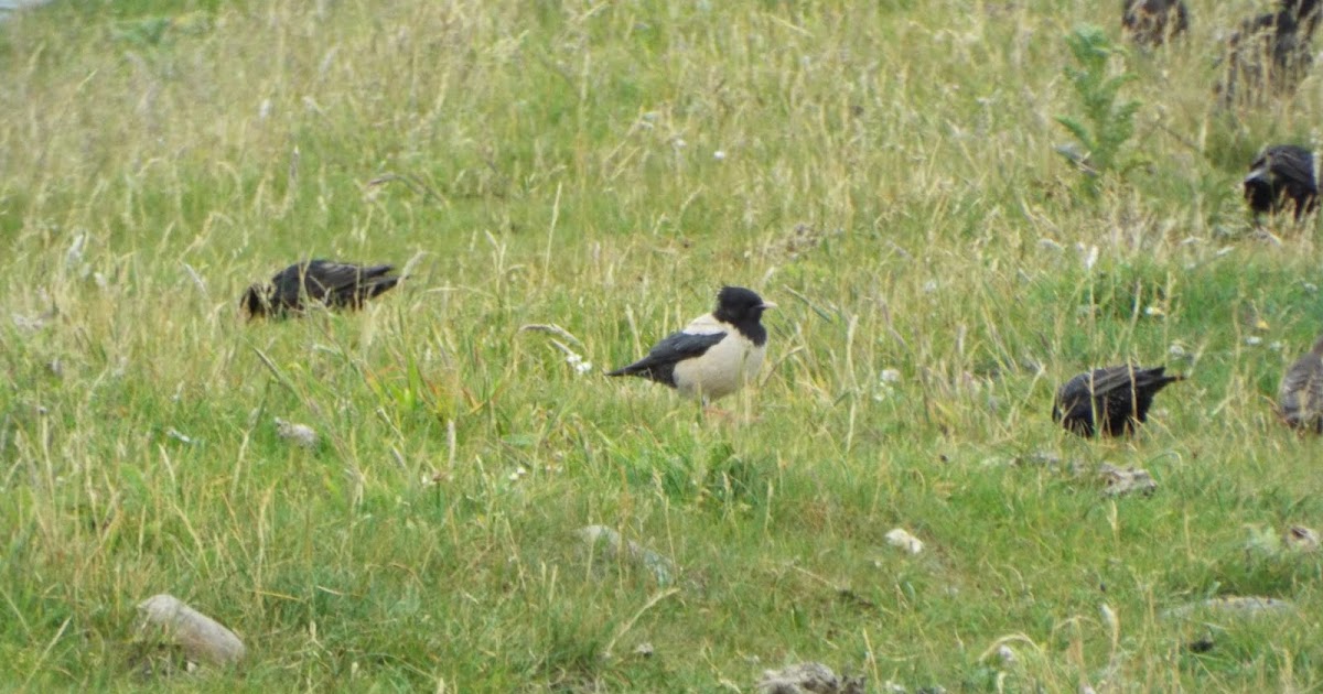 Walney Bird Observatory: Rosy Starling