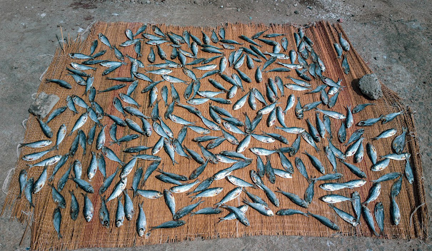 Manfaat Pengeringan Bahan Pangan dan Jenis Metode Pengeringan - Ilmu ...