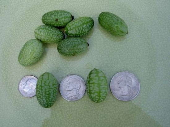 World's Smallest Watermelon [Pics] | ALL PHOTOZ