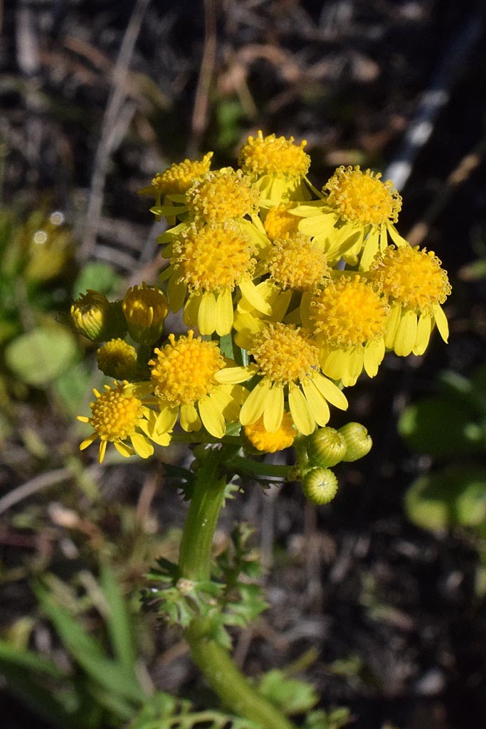 Space Coast Wildflowers: Irises of Tosohatchee, March 28, 2018