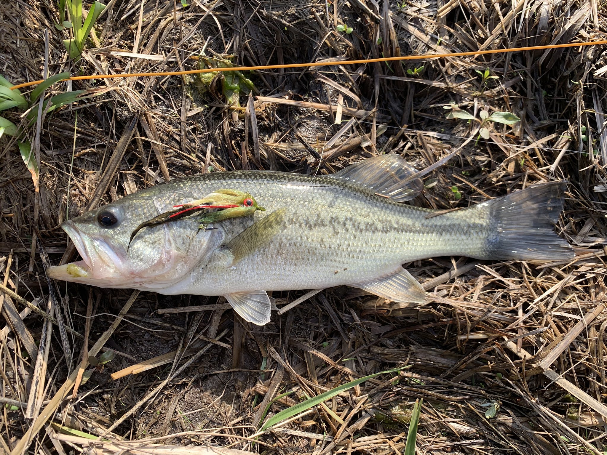 The Show Me Fly Guy: Trying Out Bennett's Lunch Money Fly