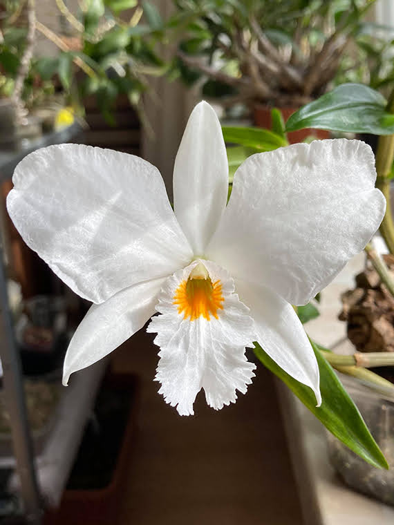 Dendrobium infundibulum Lindl.