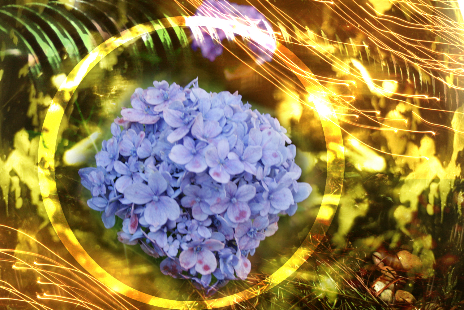 HHS Digital Photo Blog: Cole G - Flower Composite